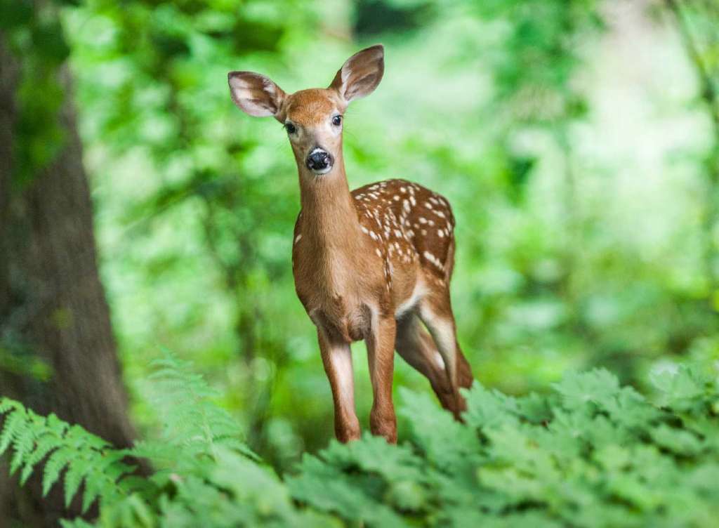 About the National Wildlife Centre | National Wildlife Centre