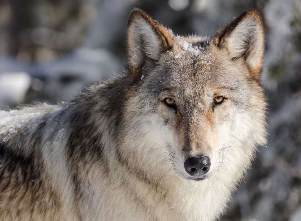 About the National Wildlife Centre | National Wildlife Centre