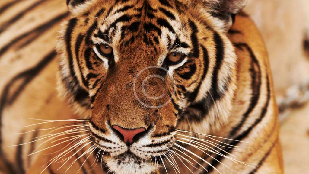 Big Cats | National Wildlife Centre