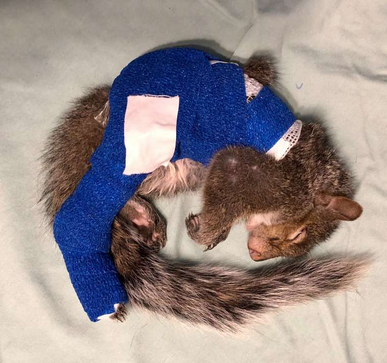 Squirrel With Fractured Femur | National Wildlife Centre