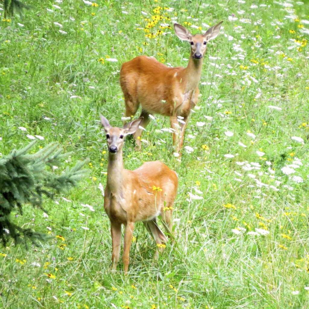 About the National Wildlife Centre | National Wildlife Centre