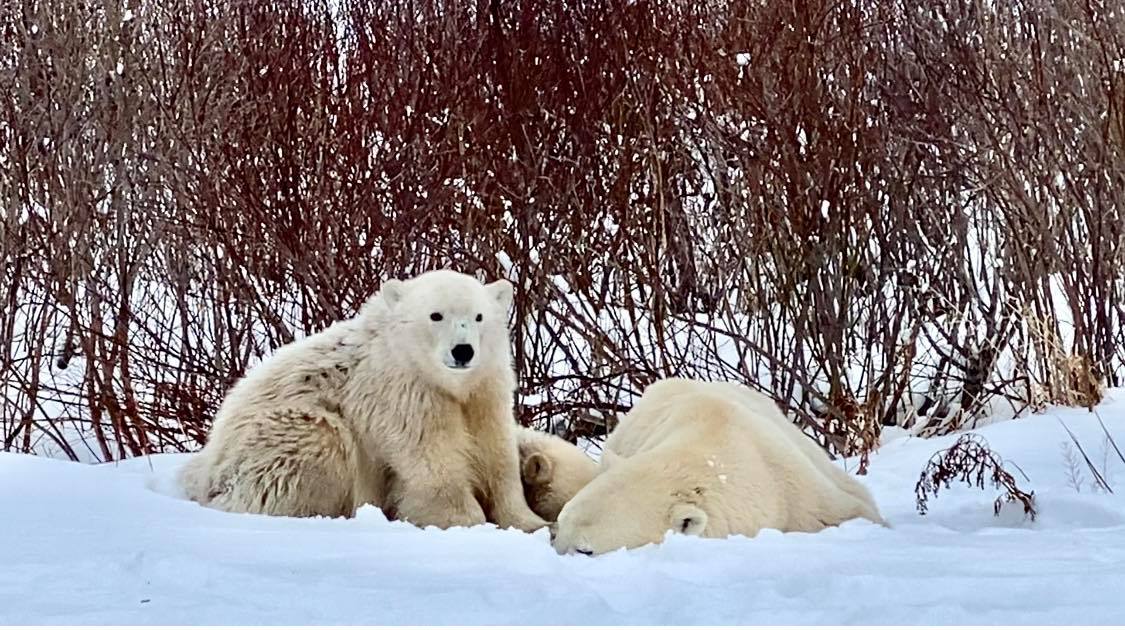 Polar Bear Relocation | National Wildlife Centre