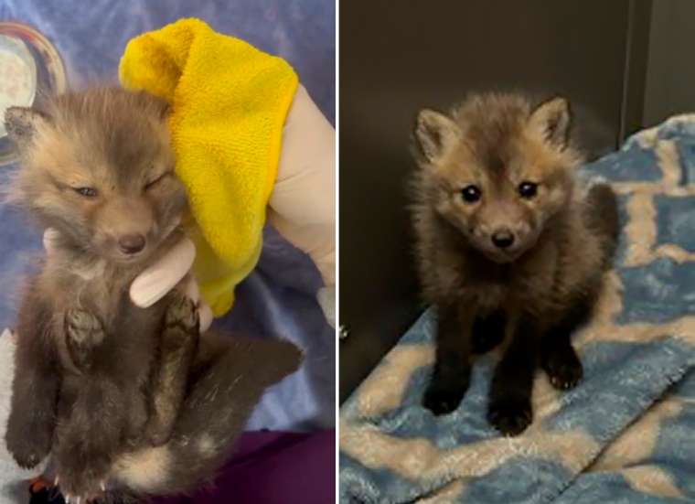 Rescued and Thriving: Meet This Red Fox Cub! | National Wildlife Centre